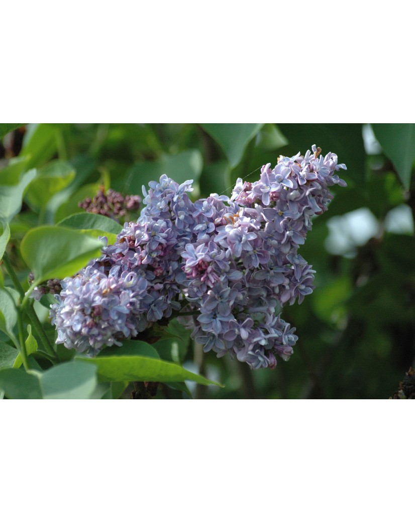 President Grevy lilac - Syringa Vulgaris Président Grevy