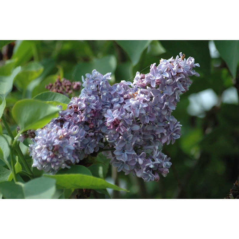 President Grevy lilac - Syringa Vulgaris Président Grevy