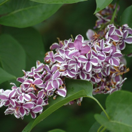 Sensation lilac - Syringa Vulgaris Sensation