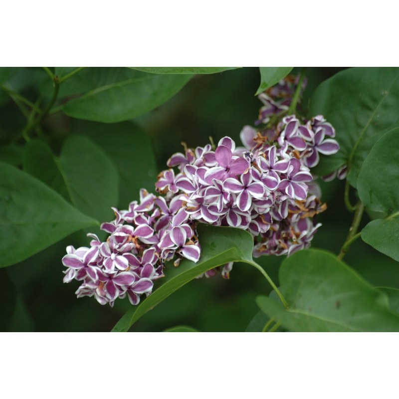 Sensation lilac - Syringa Vulgaris Sensation