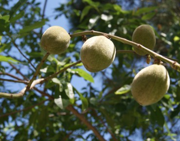 Braeburn apple tree - Malus Domestica Braeburn