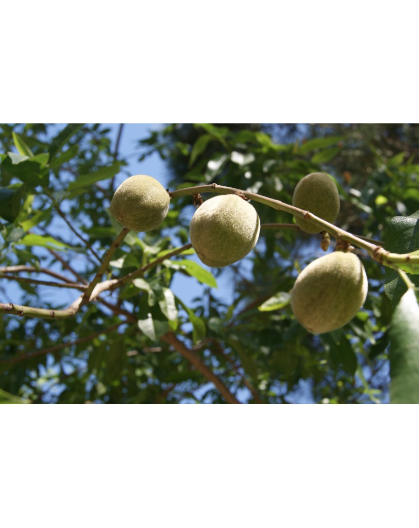 Braeburn apple tree - Malus Domestica Braeburn