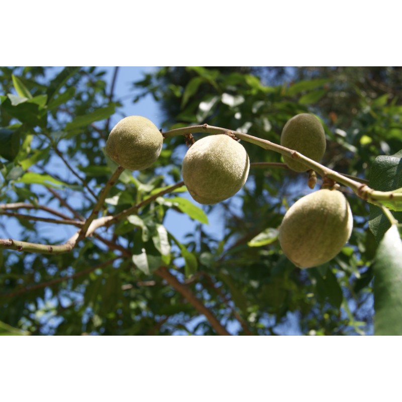 Amandier Robijn - Prunus Dulcis Robijn