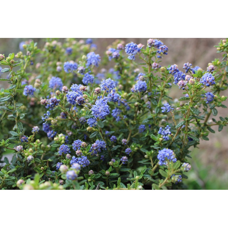 California Lilac - Ceanothus Impressus Puget Blue