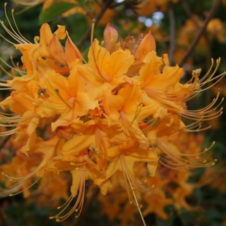 Chinese Azalea Klondyke - Azalea Knap-hill Klondyke