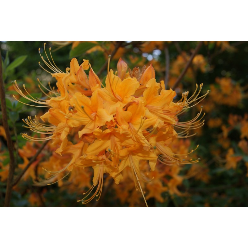 Chinese Azalea Klondyke - Azalea Mollis Knap-hill Klondyke