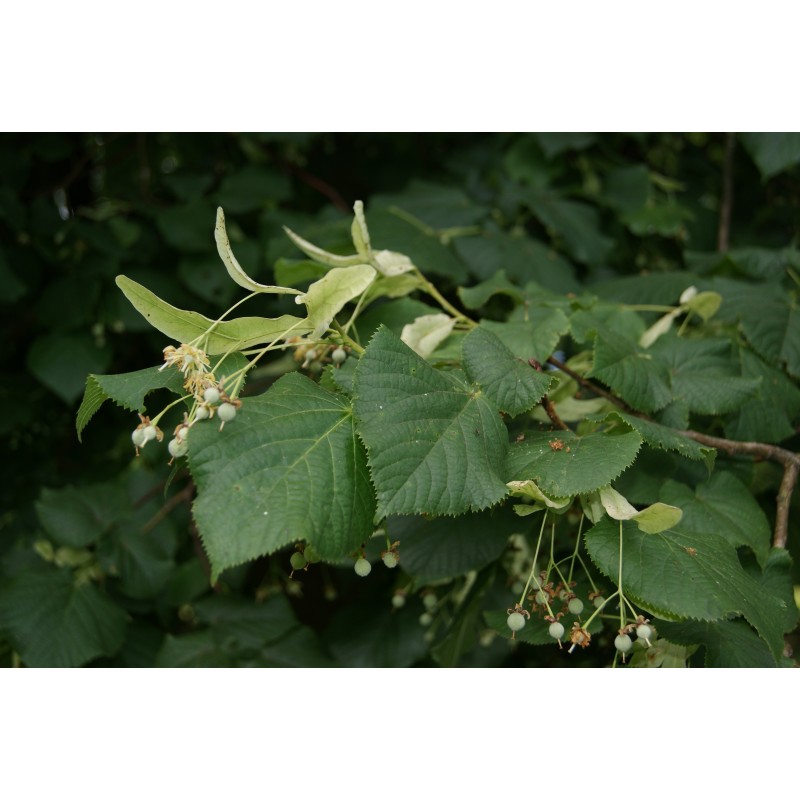 Small-leaved lime - Tilia Cordata