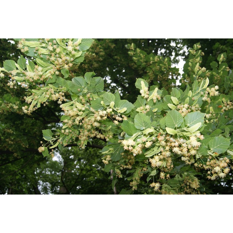 Small-leaved lime - Tilia Cordata