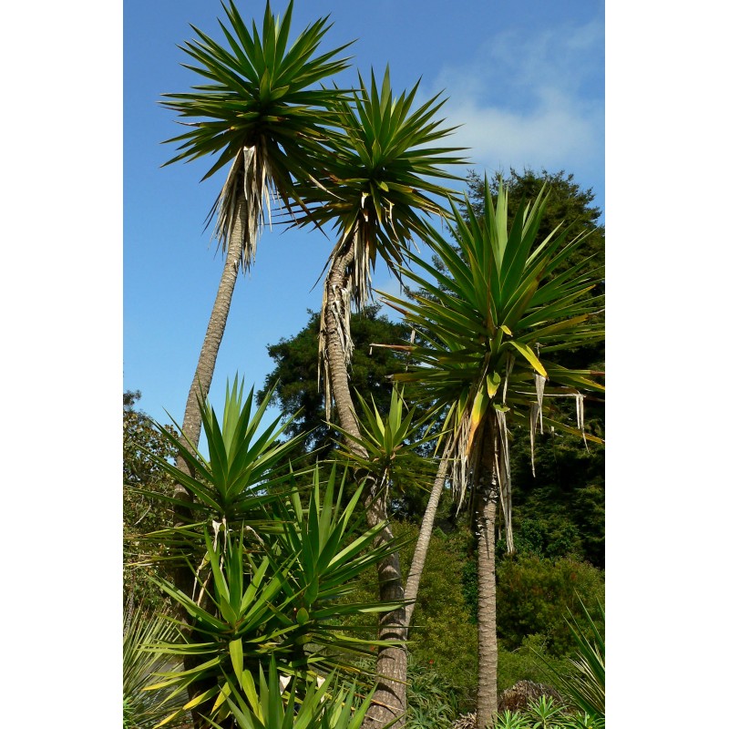 Aloe yucca - Yucca Aloifolia