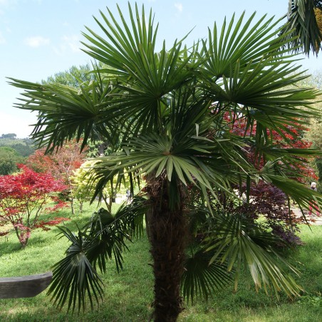 Palmier de Chine - Trachycarpus Fortunei