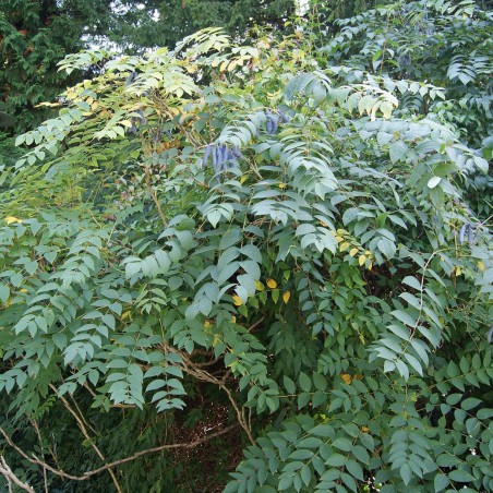 Blue bean shrub - Decaisnea Fargesii