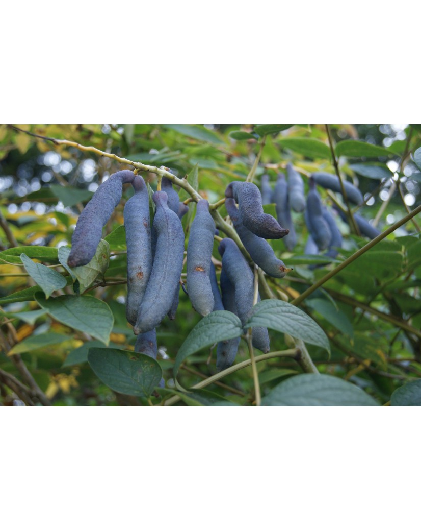 Blue bean shrub - Decaisnea Fargesii