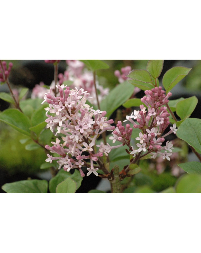 Lilac Madame Florent Stepman - Syringa vulgaris Madame Florent Stepman