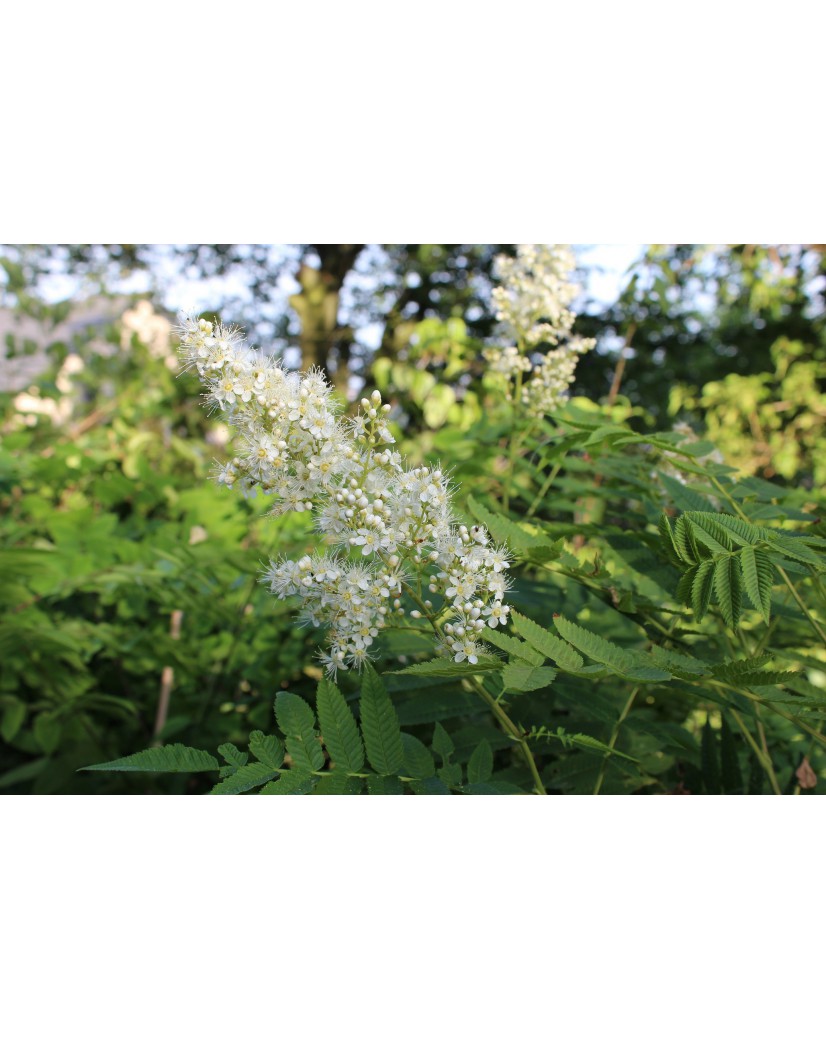 False spirea - Sorbaria Sorbifolia