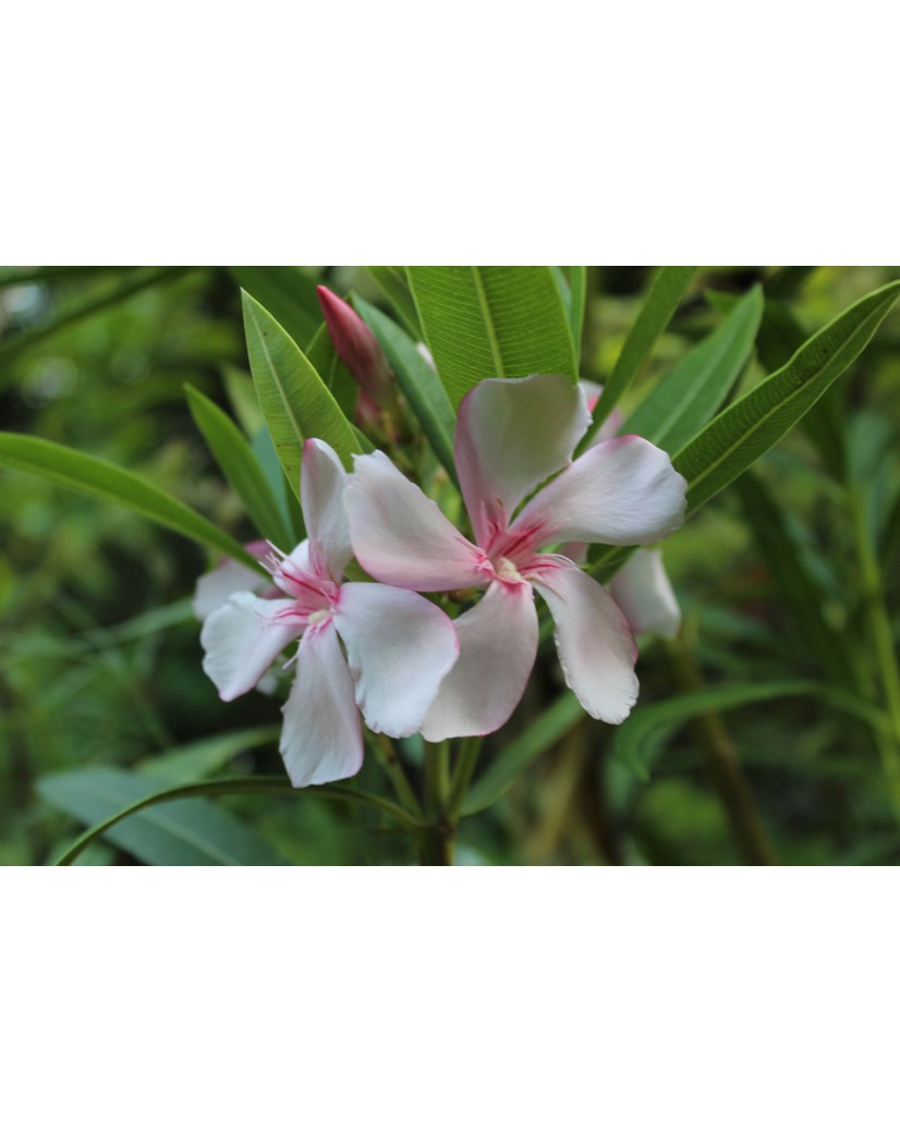 Oleander Cavalaire - Nerium Oleander Cavalaire