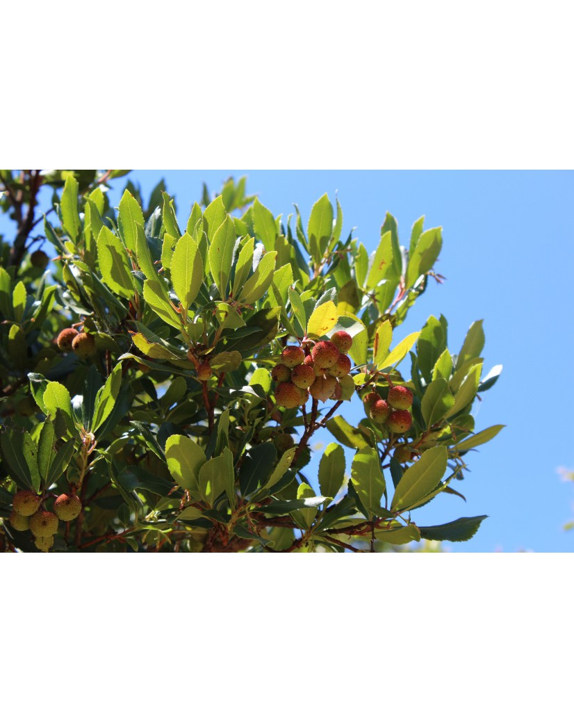 Braeburn apple tree - Malus Domestica Braeburn