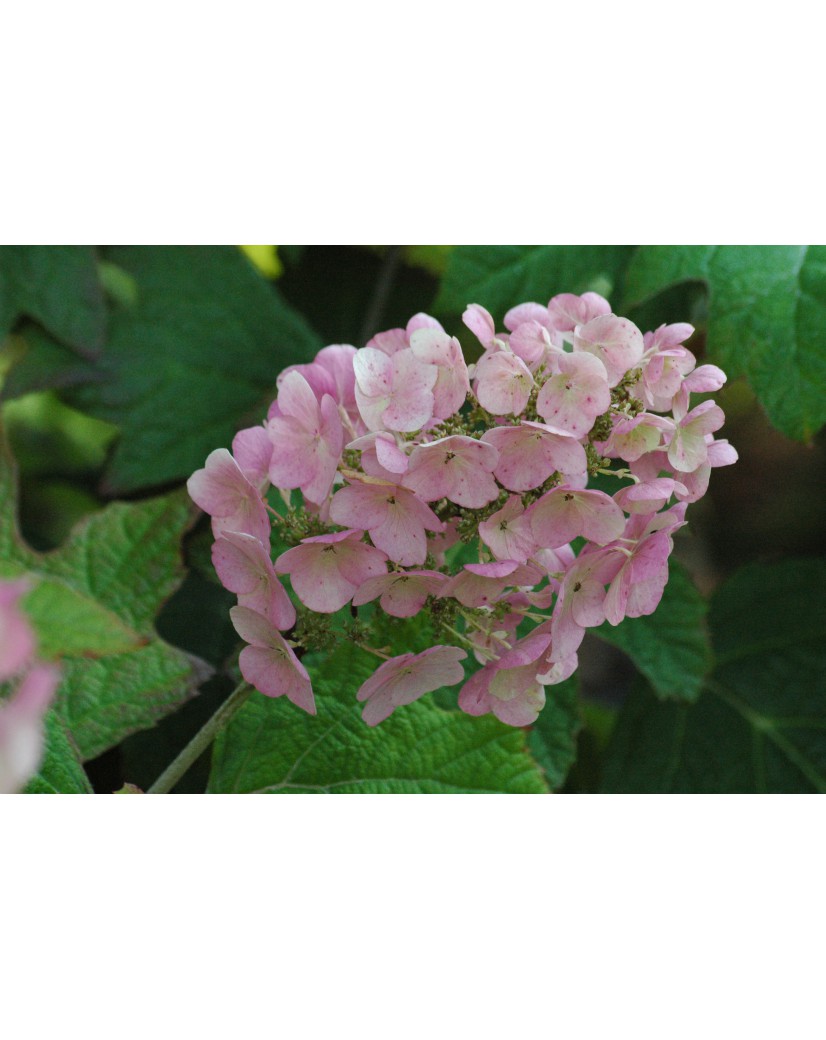 Oakleaf Hydrangea Ruby Slippers - Hydrangea Quercifolia Ruby Slippers