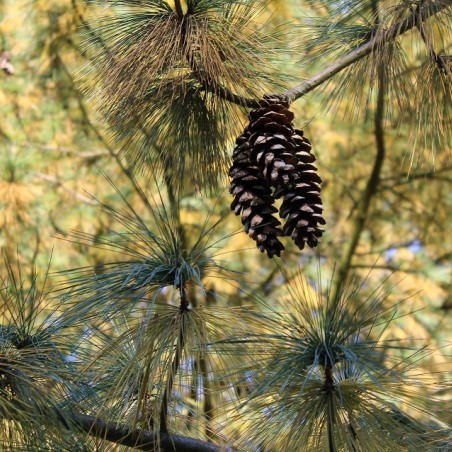 Pin de l'Himalaya - pin pleureur - Pinus Griffithii Wallichiana