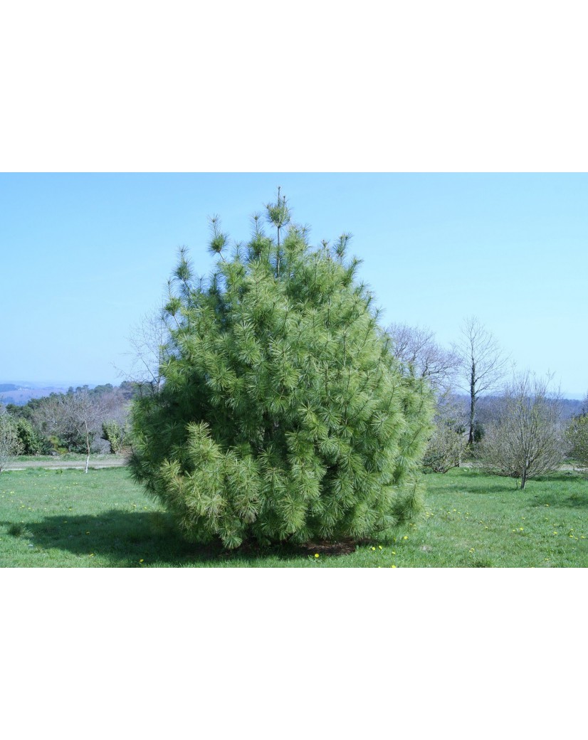 Himalayan pine - Pinus Griffithii Wallichiana