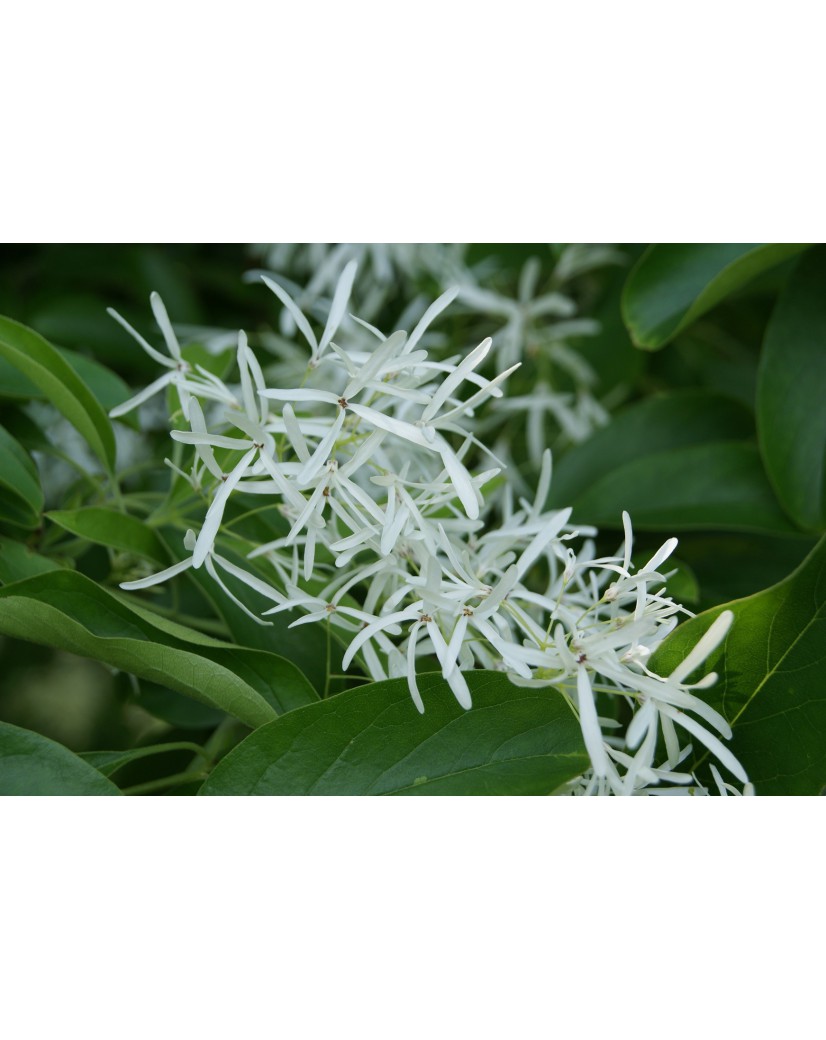 White fringetree - Chionanthus virginicus