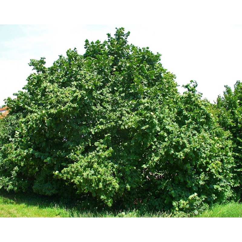 Noisetier - Corylus Avellana