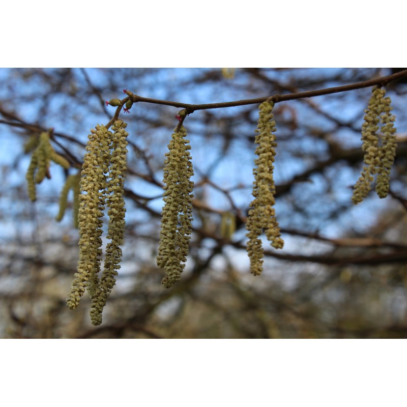 Hazel tree - Corylus Avellana