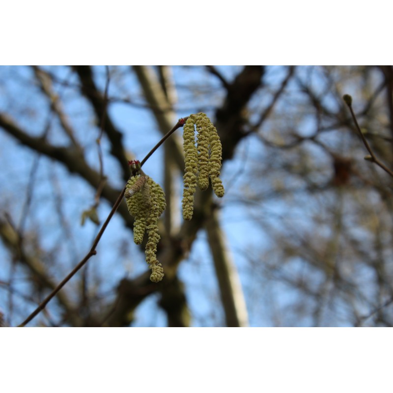 Noisetier - Corylus Avellana