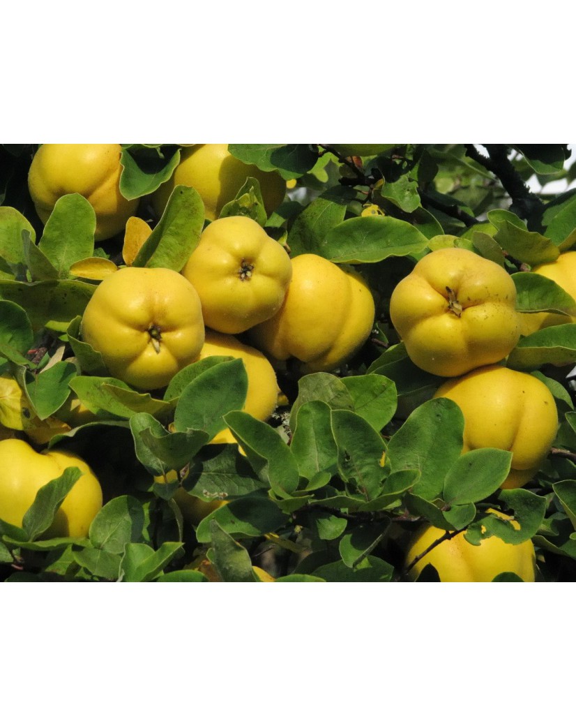 Honingbes - Lonicera caerulea kamtschatica