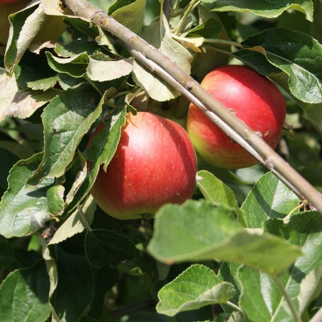 Pommier Fiesta® - Malus domestica Fiesta®