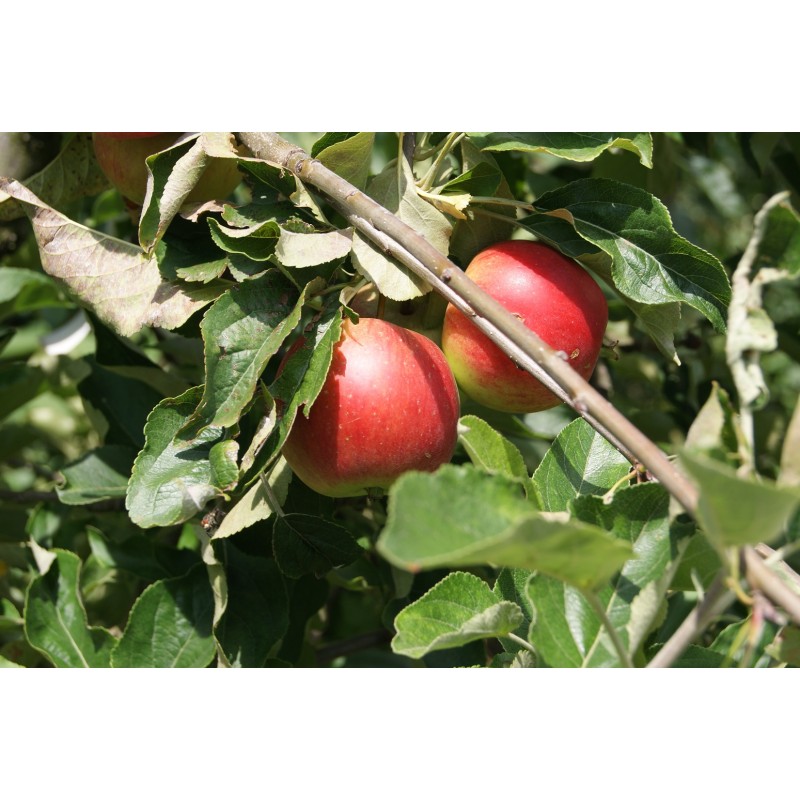 Pommier Fiesta® - Malus domestica Fiesta®