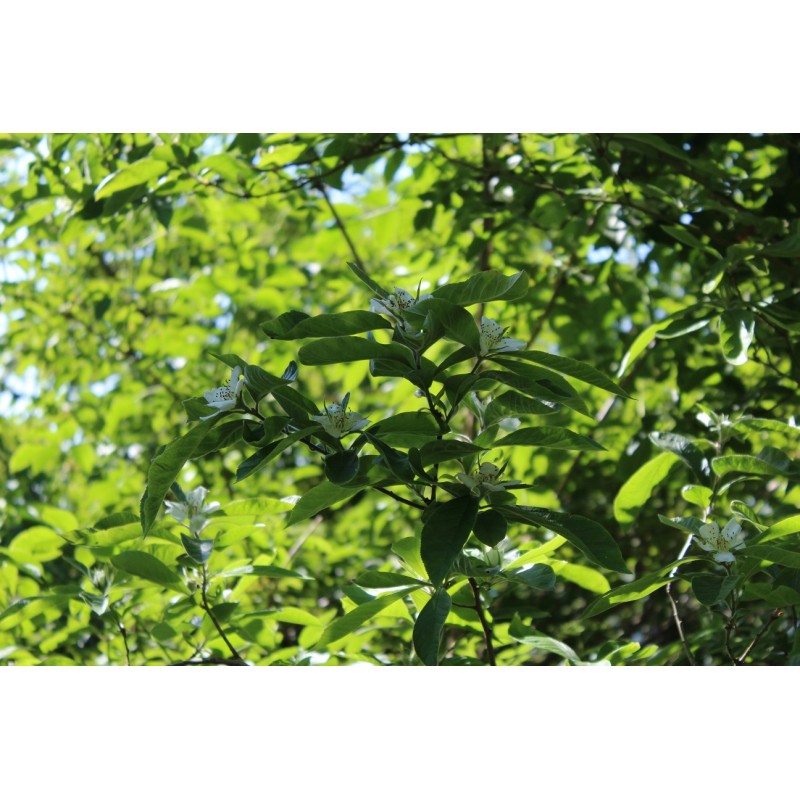 Néflier - Mespilus Germanica