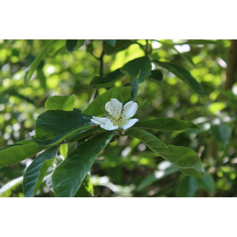 Néflier - Mespilus Germanica
