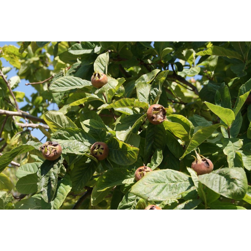 Mispel - Mespilus Germanica