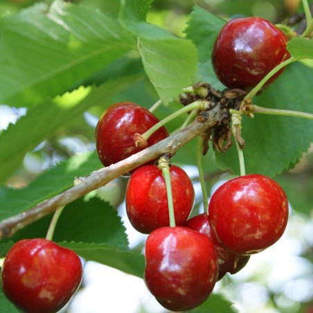 Cerisier Bigarreau Van - Prunus avium Bigarreau Van