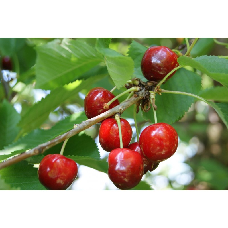 Cerisier Bigarreau Van - Prunus Bigarreau Van
