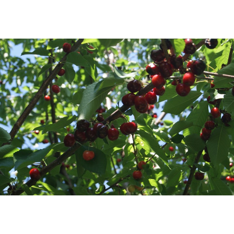 Cerisier Bigarreau Van - Prunus Bigarreau Van