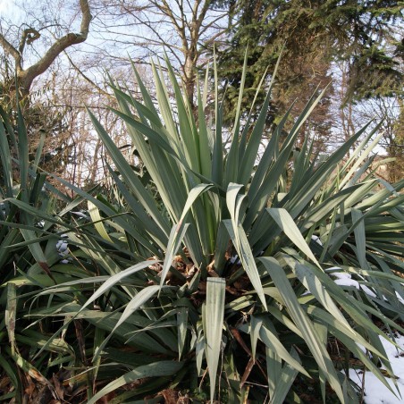 Adam's needle - Yucca Filamentosa