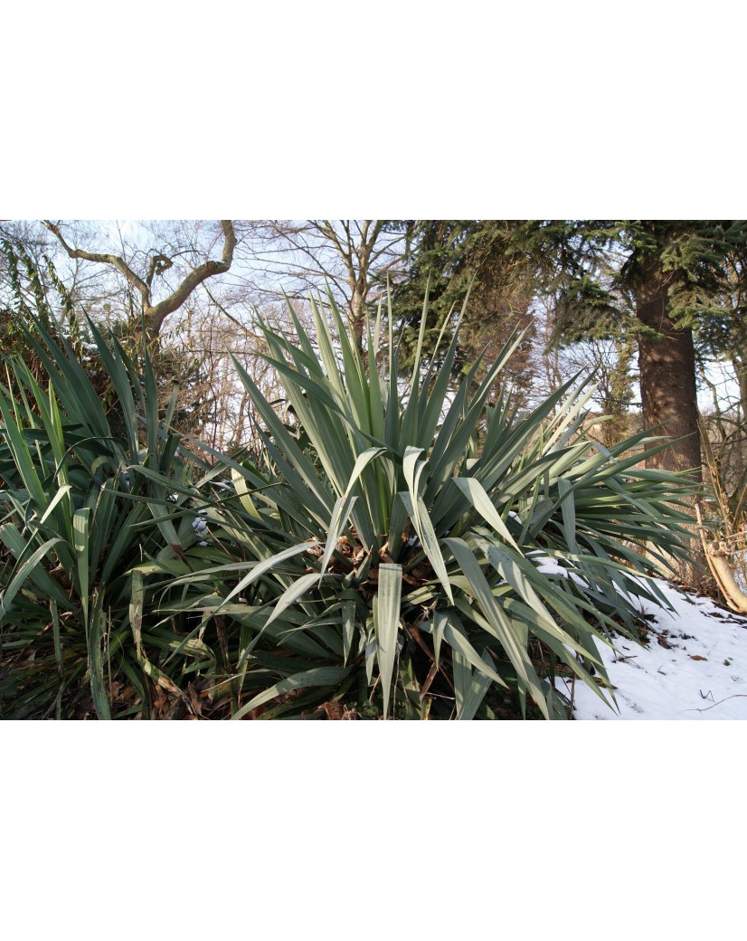 Adam's needle - Yucca Filamentosa