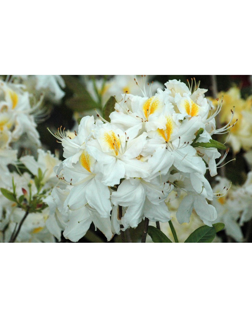 Chinese Azalea Daviesii - Azalea Mollis Daviesii