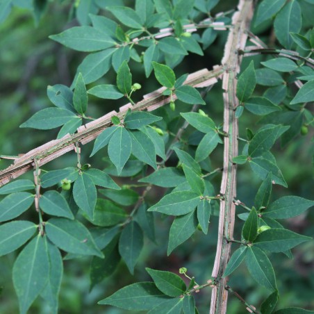 Burning-bush - Winged spindle-tree - Euonymus Alatus