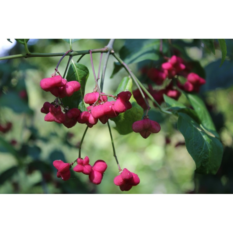 European spindle-Euonymus Europaeus