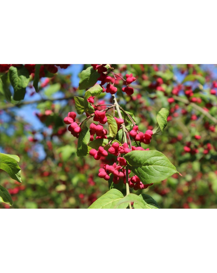 European spindle-Euonymus Europaeus