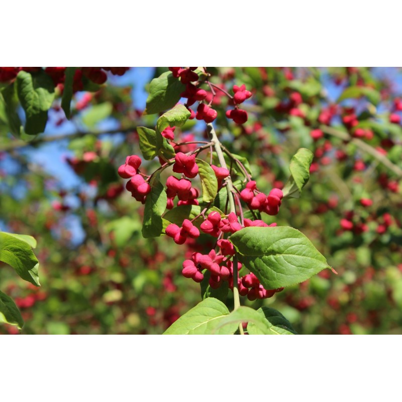 European spindle-Euonymus Europaeus