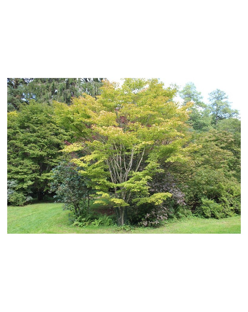 Fächerahorn - Acer palmatum