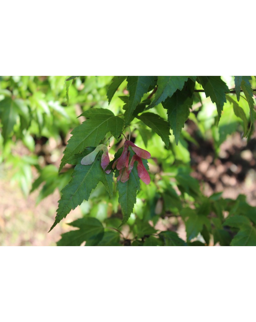 Amur maple - Acer Tataricum Ginnala