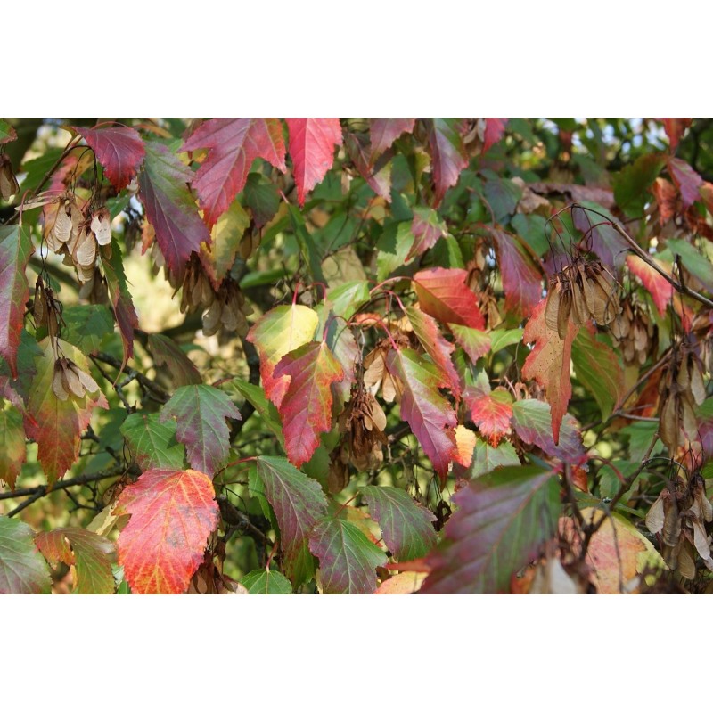 Amur maple - Acer ginnala