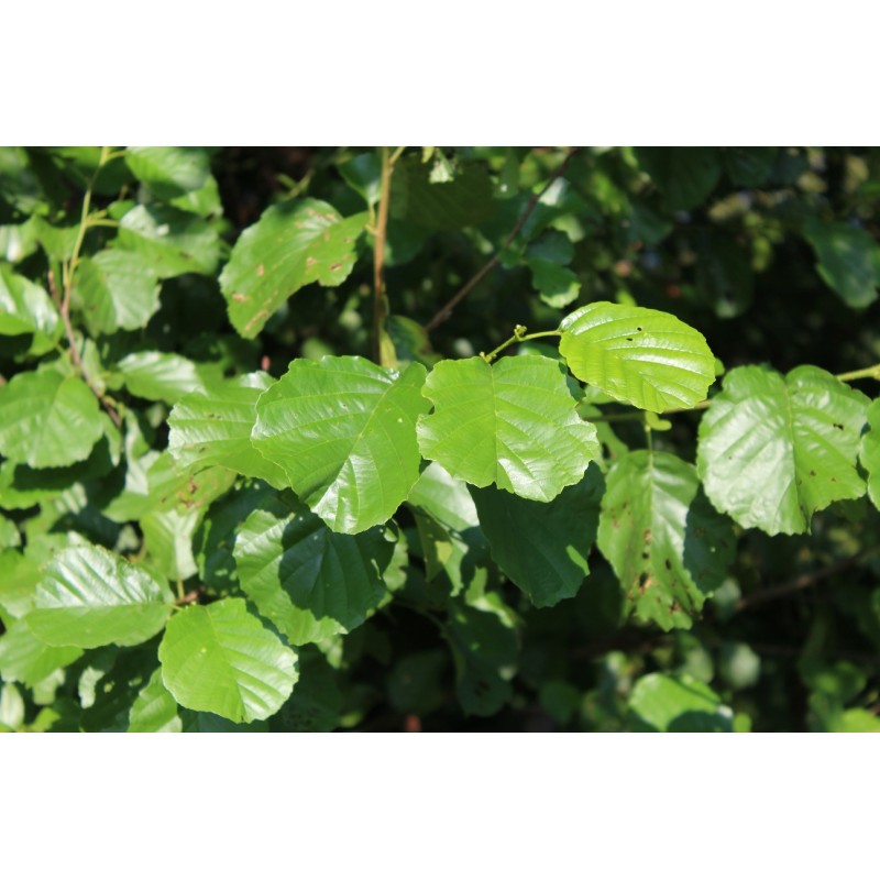 Hartbladige els - Alnus cordata