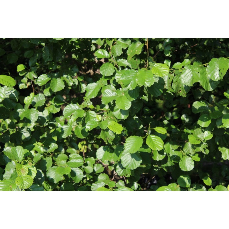 Italian alder - Alnus cordata