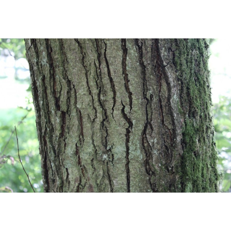 Italian alder - Alnus cordata