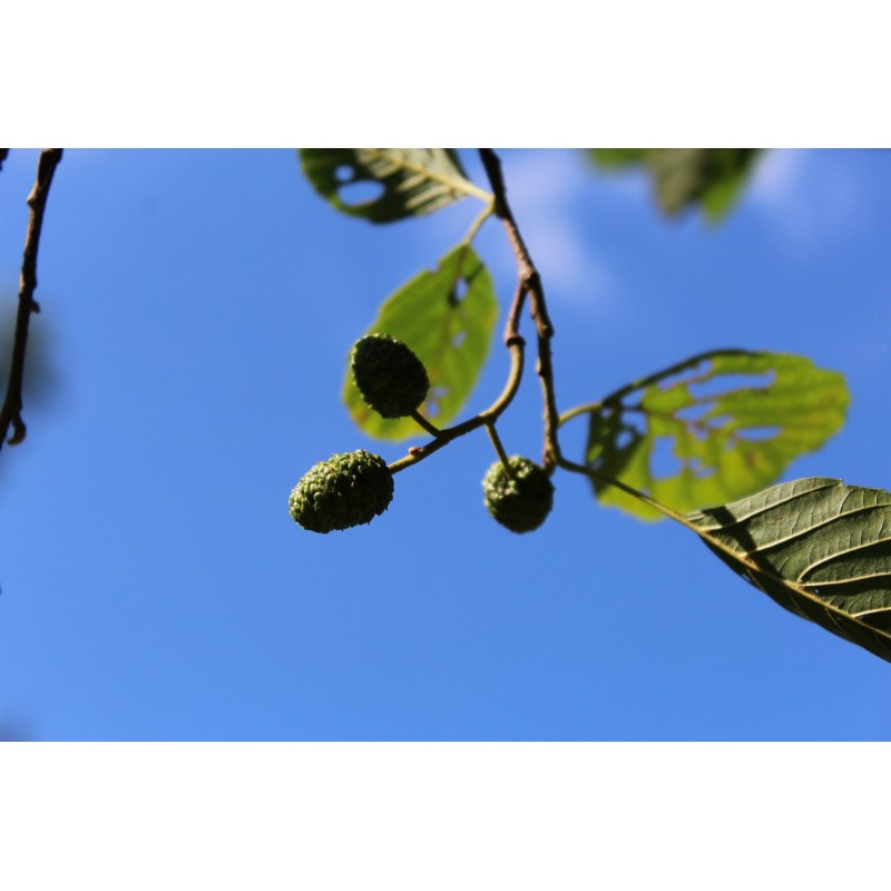 Italian alder - Alnus cordata